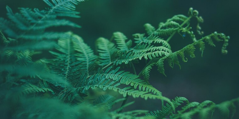 Join the Feeling Macro Photo Contest and win Macro 100mm Lens - VIEWBUG.com